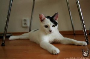 Kitler Cats thatl ookl ike hitler | TrendEngel.com